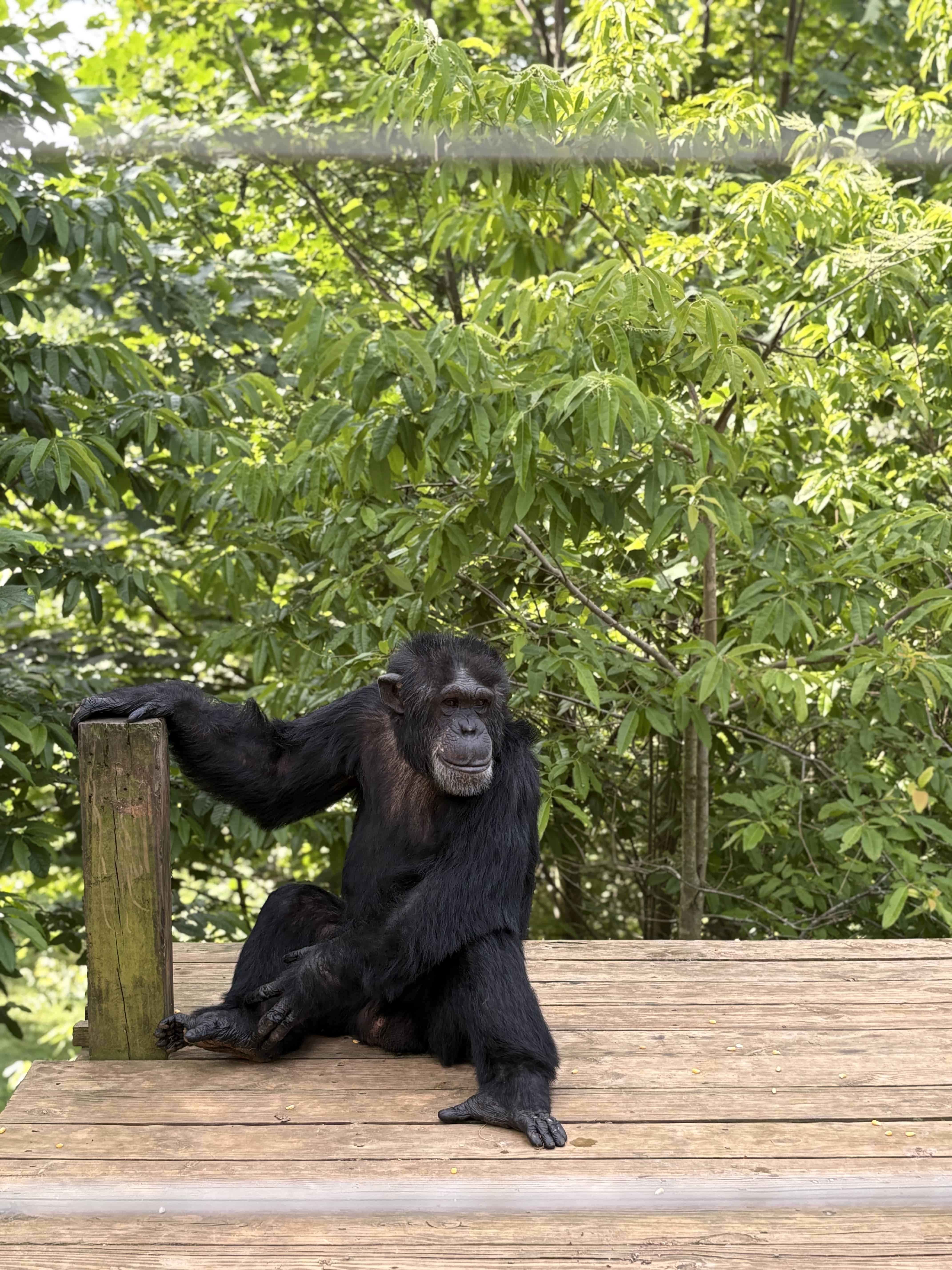 Luke-posing-on-platform-EB - Project Chimps