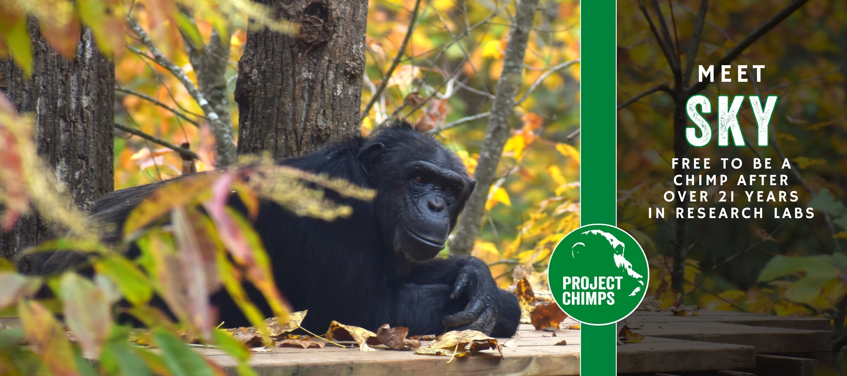 CHIMP - Sky (desktop) - Project Chimps