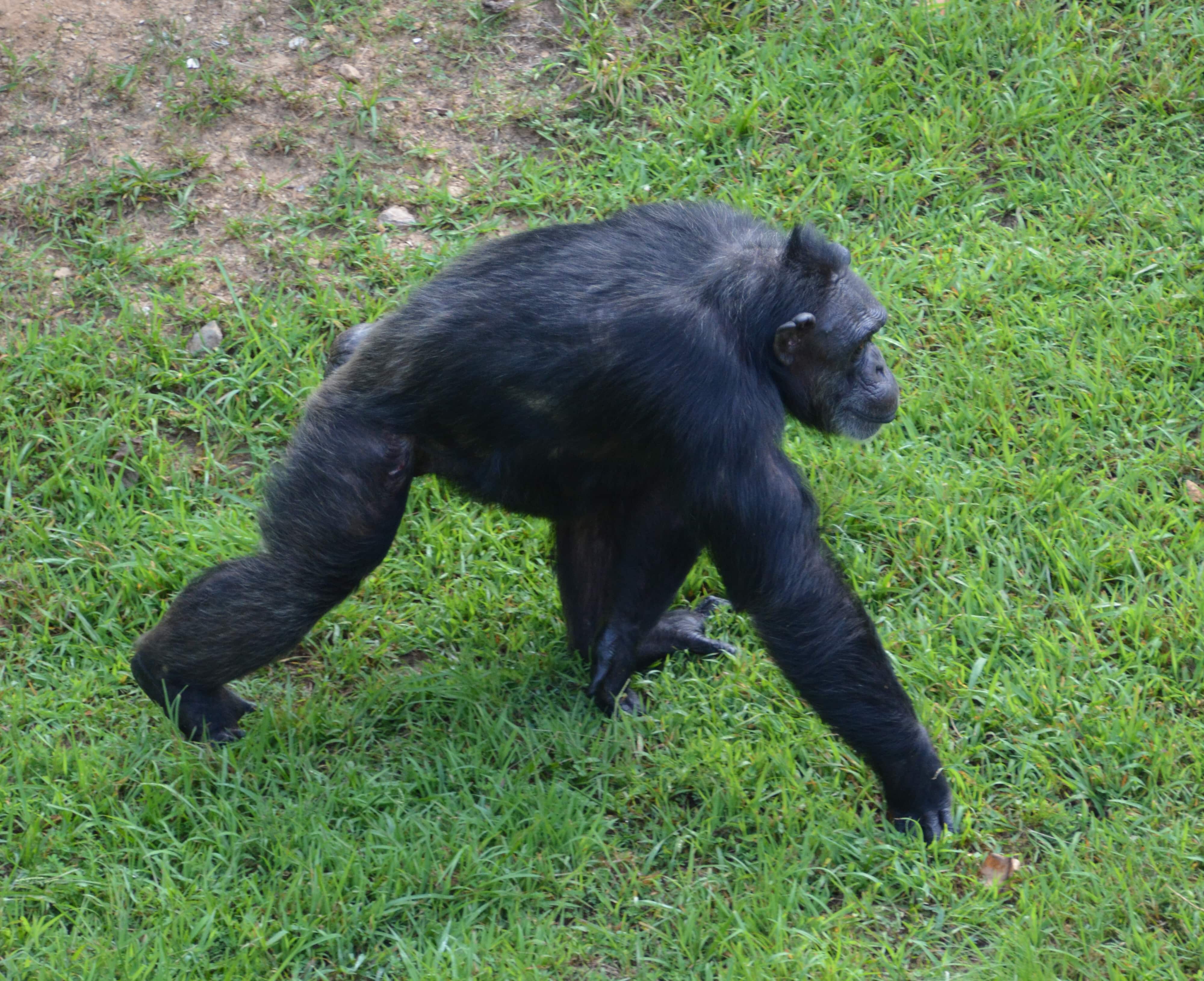 Dawn-Celebration-Day-1-Kathy-MCB-23 - Project Chimps