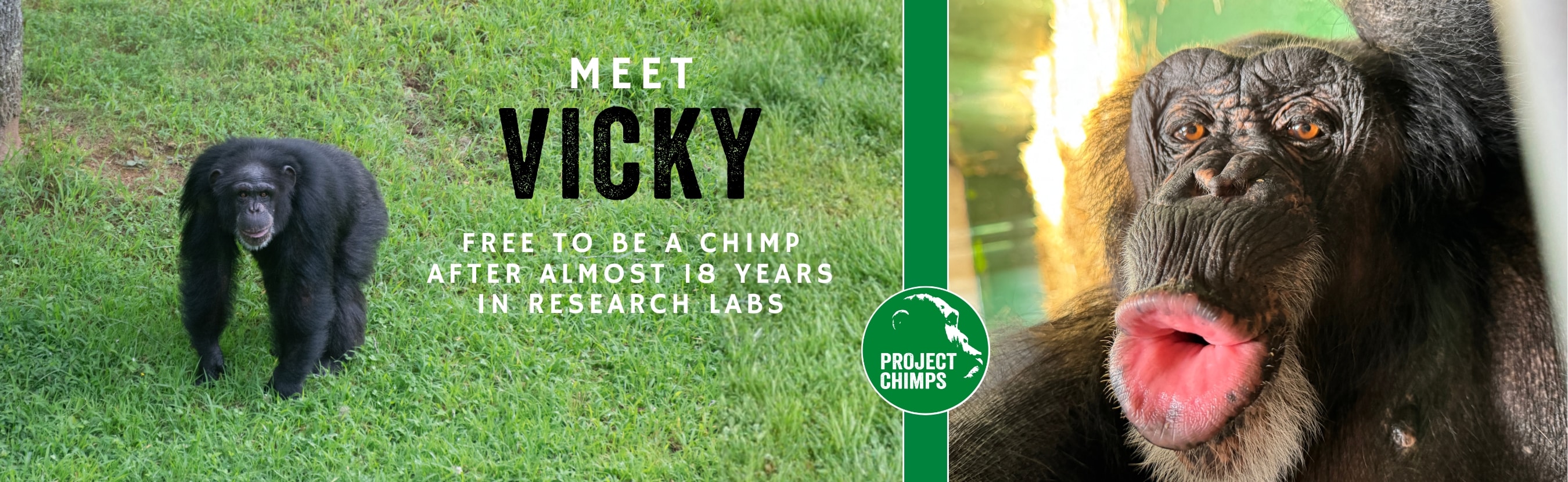 HERO IMAGE- Vicky (mobile) - Project Chimps